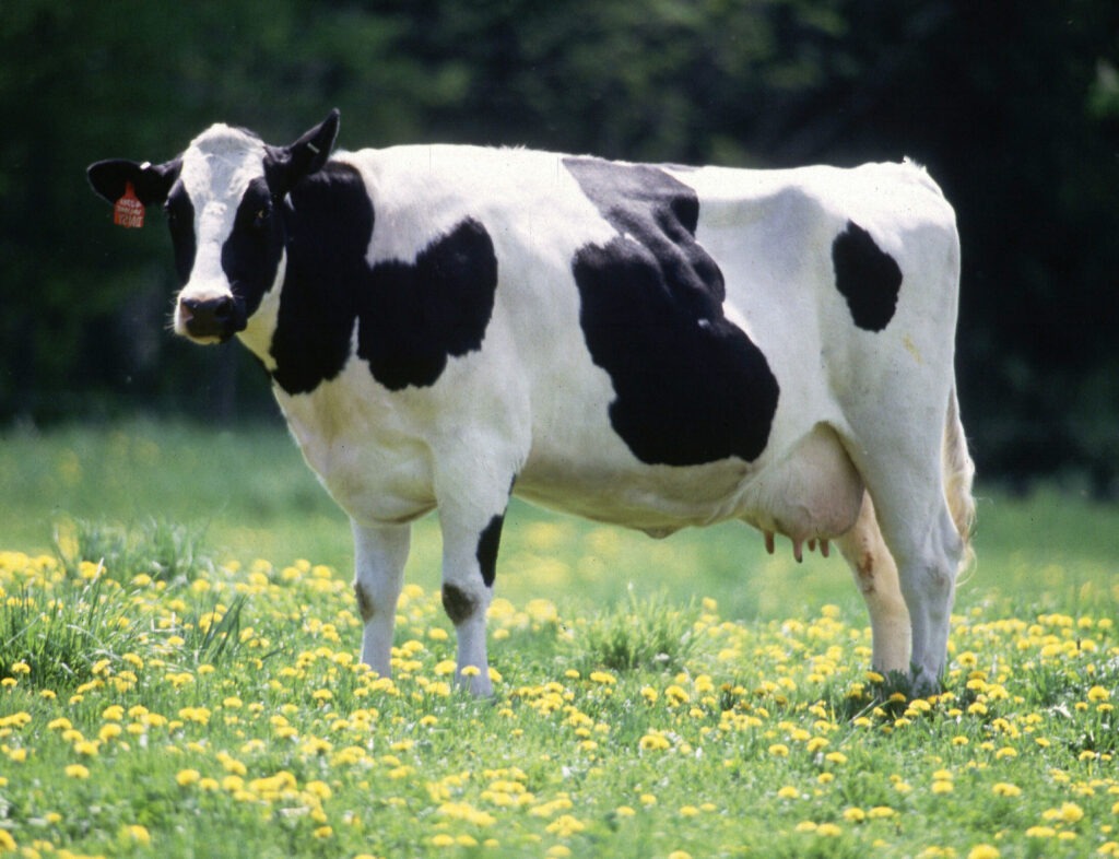 FRISONA – Meat Premium