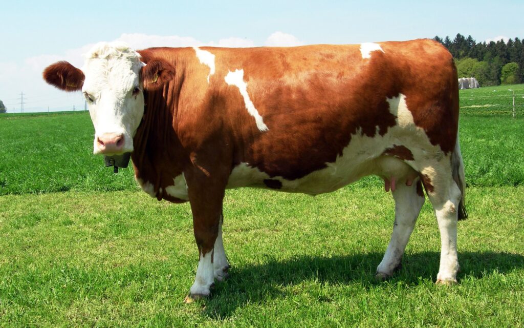 SIMMENTAL – Meat Premium